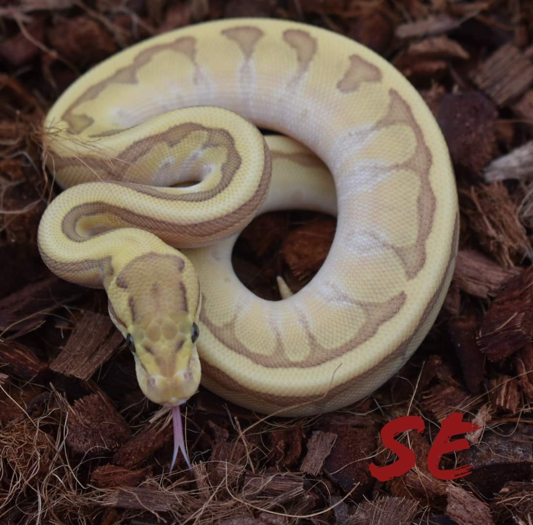 Enchi Flame Lesser Pinstripe 66% Het Desert Ghost Female Ball Python by ...