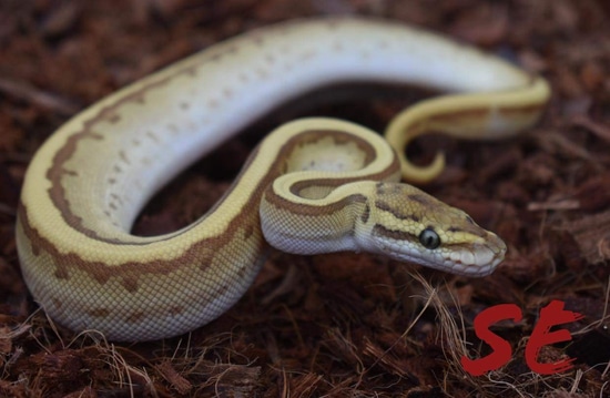 Enchi Leopard Lesser Pinstripe 66% Het DG Ball Python by Simpson Exotics