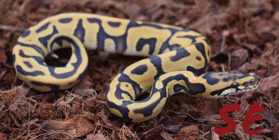 Leopard Enchi Flame Desert Ghost Ball Python by Simpson Exotics