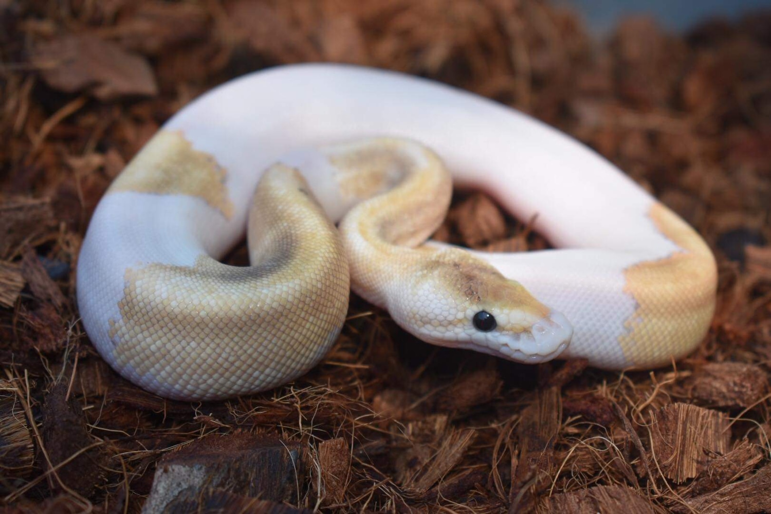 Champagne Mojave Het Desert Ghost Ball Python by Simpson Exotics ...