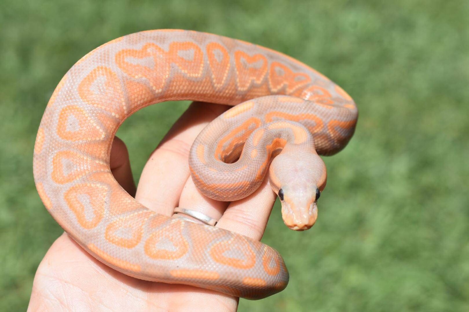 Banana Cinnamon Ball Python by Simpson Exotics - MorphMarket