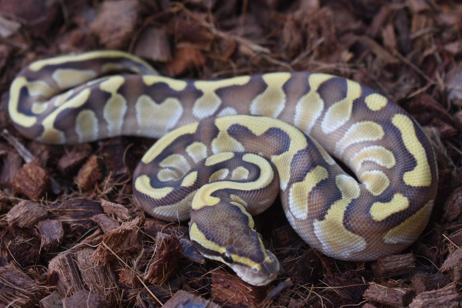 Enchi Lesser Het Desert Ghost Ball Python by Simpson Exotics - MorphMarket