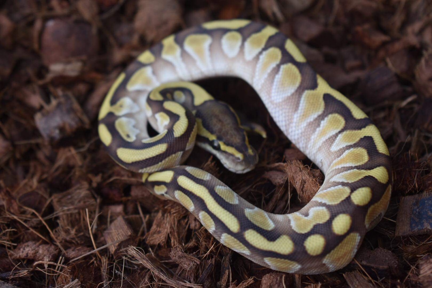 Enchi Lesser Het Desert Ghost Ball Python by Simpson Exotics - MorphMarket