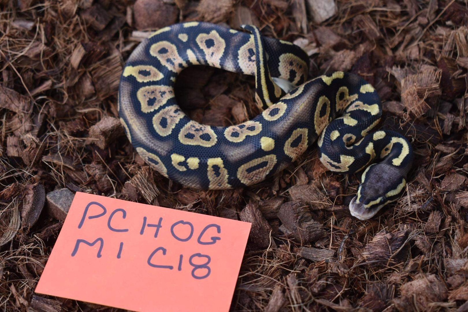 Pastel Chocolate Het Ghost Ball Python by Simpson Exotics - MorphMarket