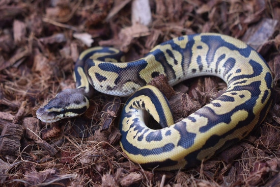 Pastel Leopard Ball Python by Simpson Exotics