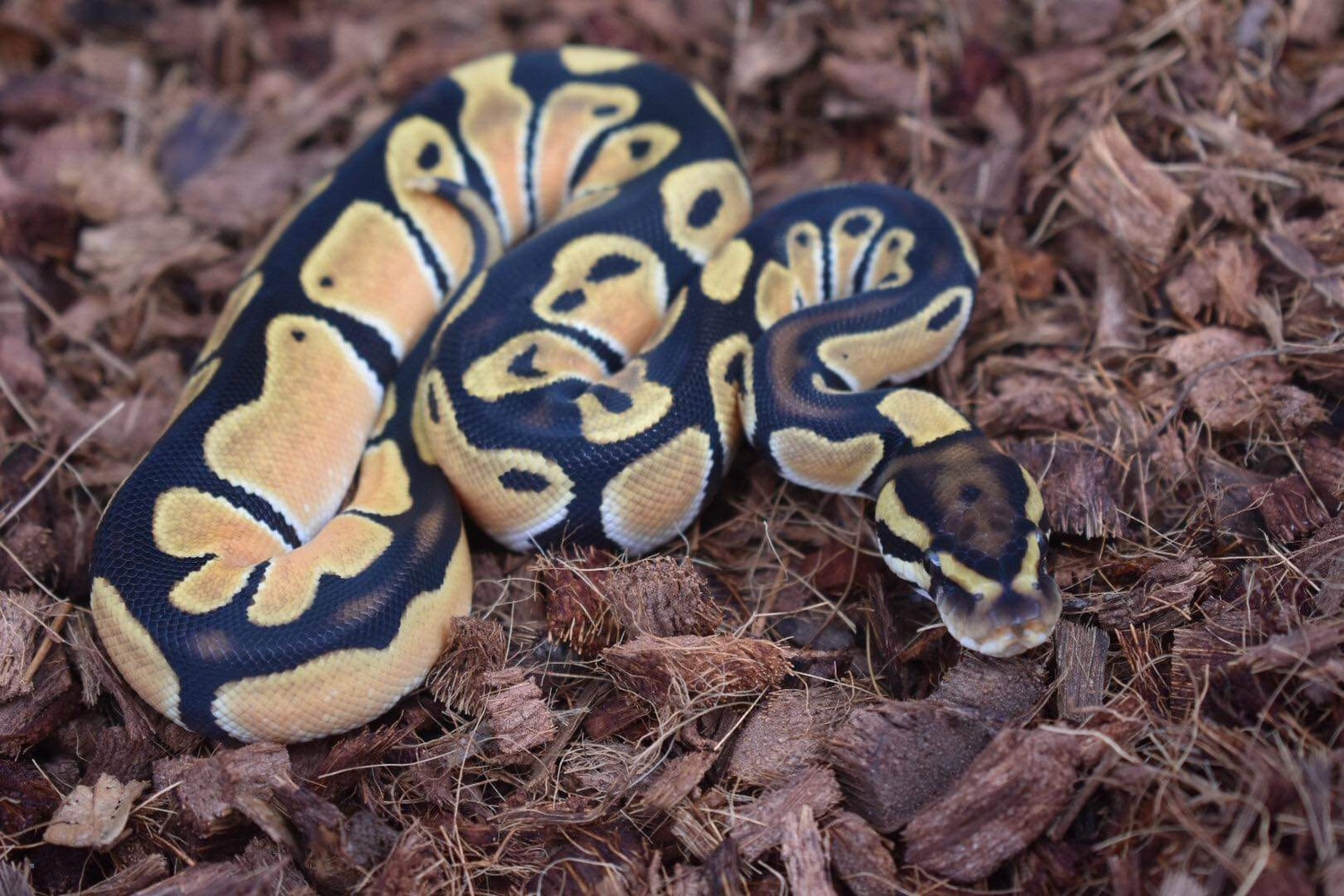 Super Orange Dream Ball Python by Simpson Exotics - MorphMarket