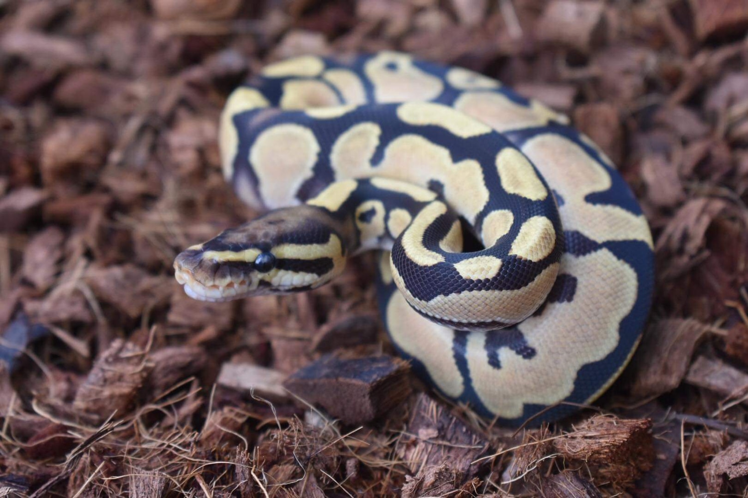 Orange Dream Fire Ball Python by Simpson Exotics - MorphMarket