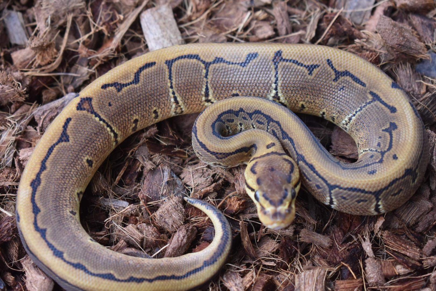 Pinstripe Het Desert Ghost Het Piebald Ball Python by Simpson Exotics ...