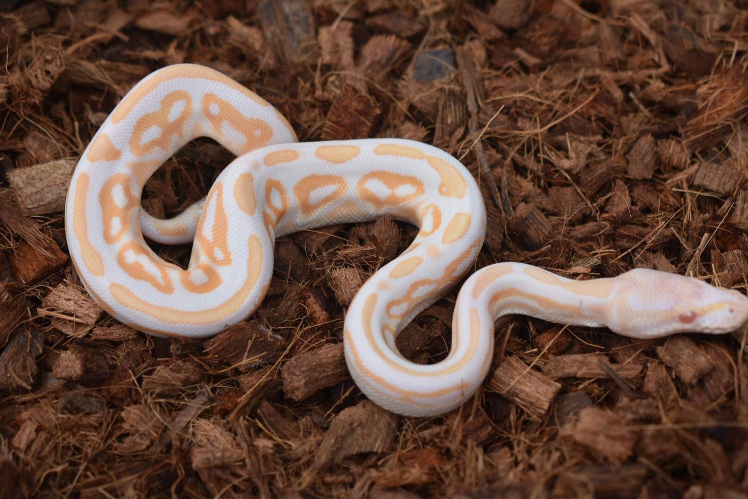 Albino Cinnamon Ball Python by Simpson Exotics - MorphMarket
