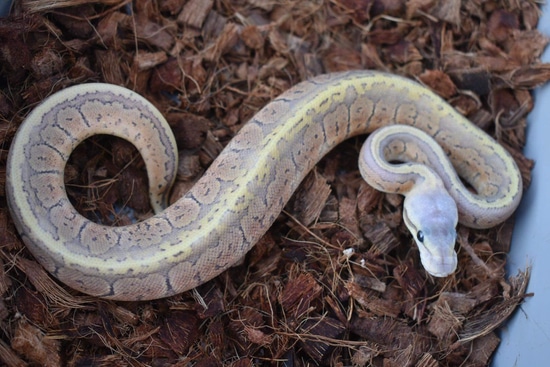 Chocolate Lemonblast Ghost Ball Python by Simpson Exotics