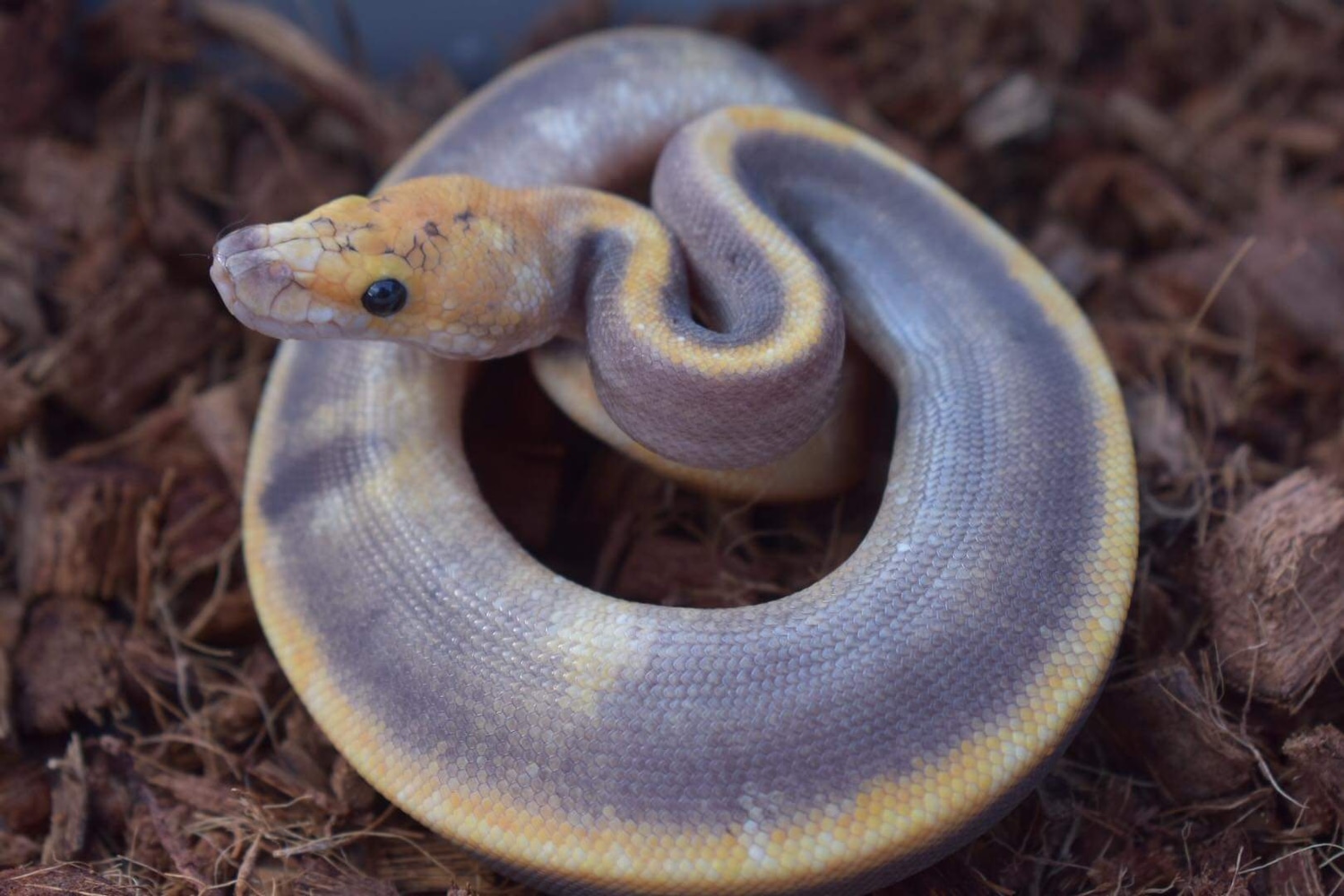 Ghi Champagne Het Clown Ball Python by Simpson Exotics - MorphMarket
