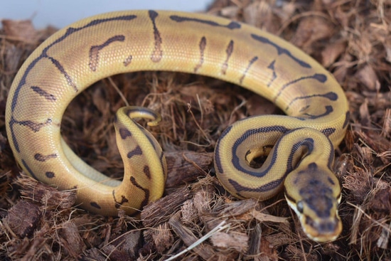 Leopard Enchi Pinstripe Het Desert Ghost Ball Python by Simpson Exotics