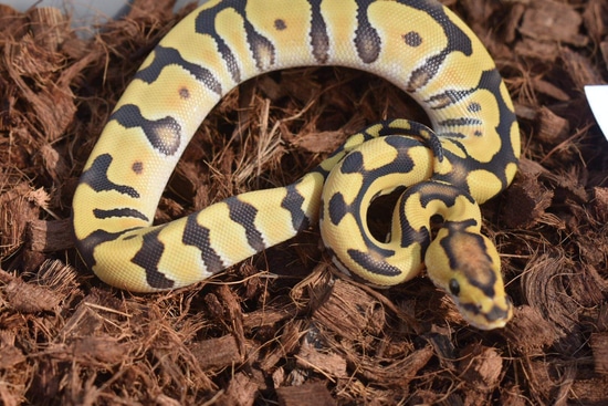 Enchi Crypton Desert Ghost Ball Python by Simpson Exotics