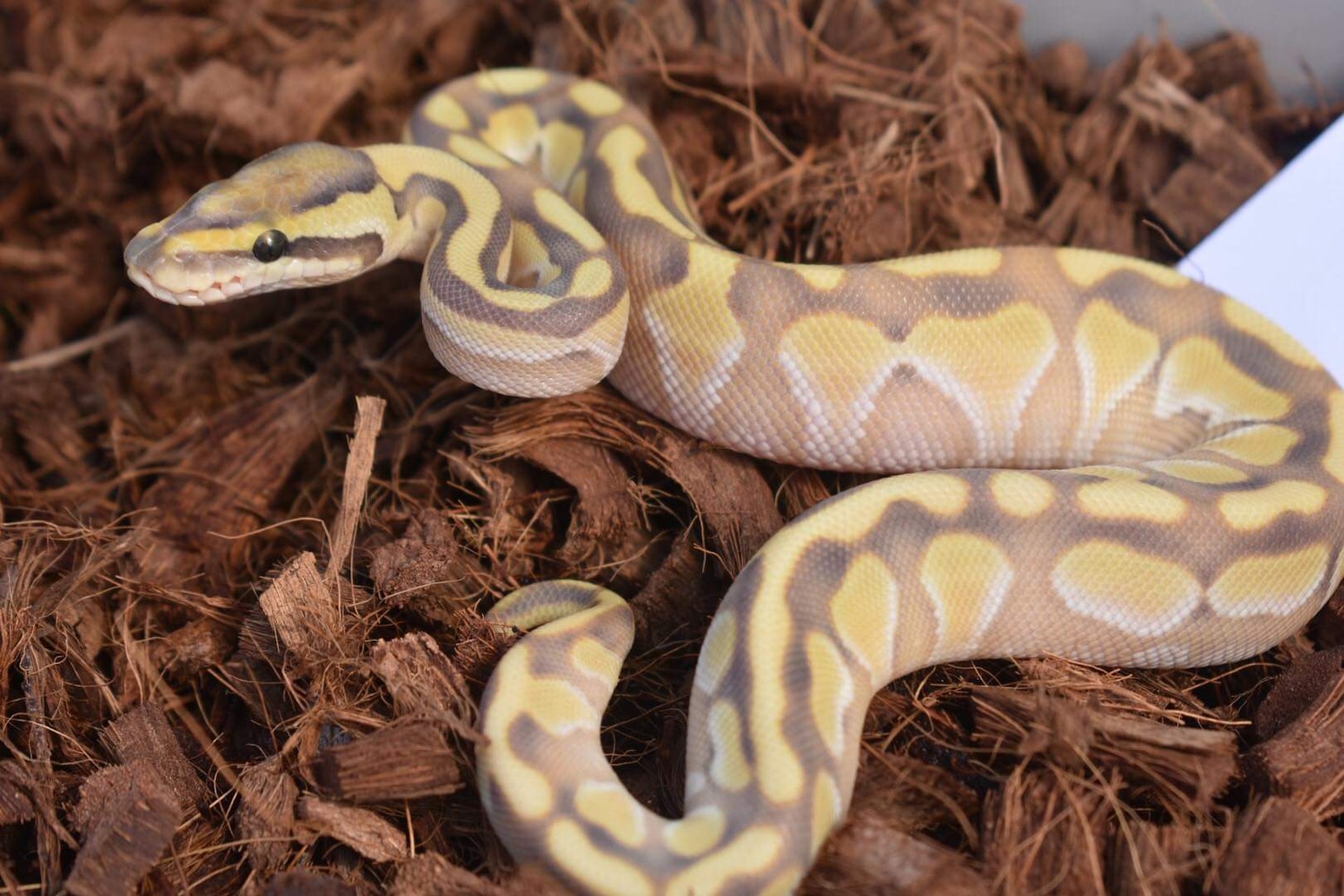 Enchi Lesser Desert Ghost Poss Het Cryptic Or Clown Ball Python by ...