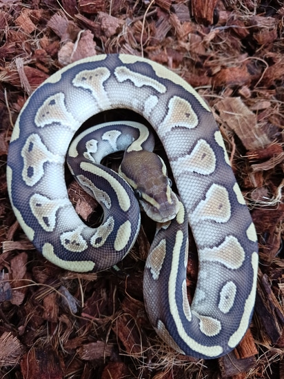 Butter Het Tristripe Ball Python by Simpson Exotics