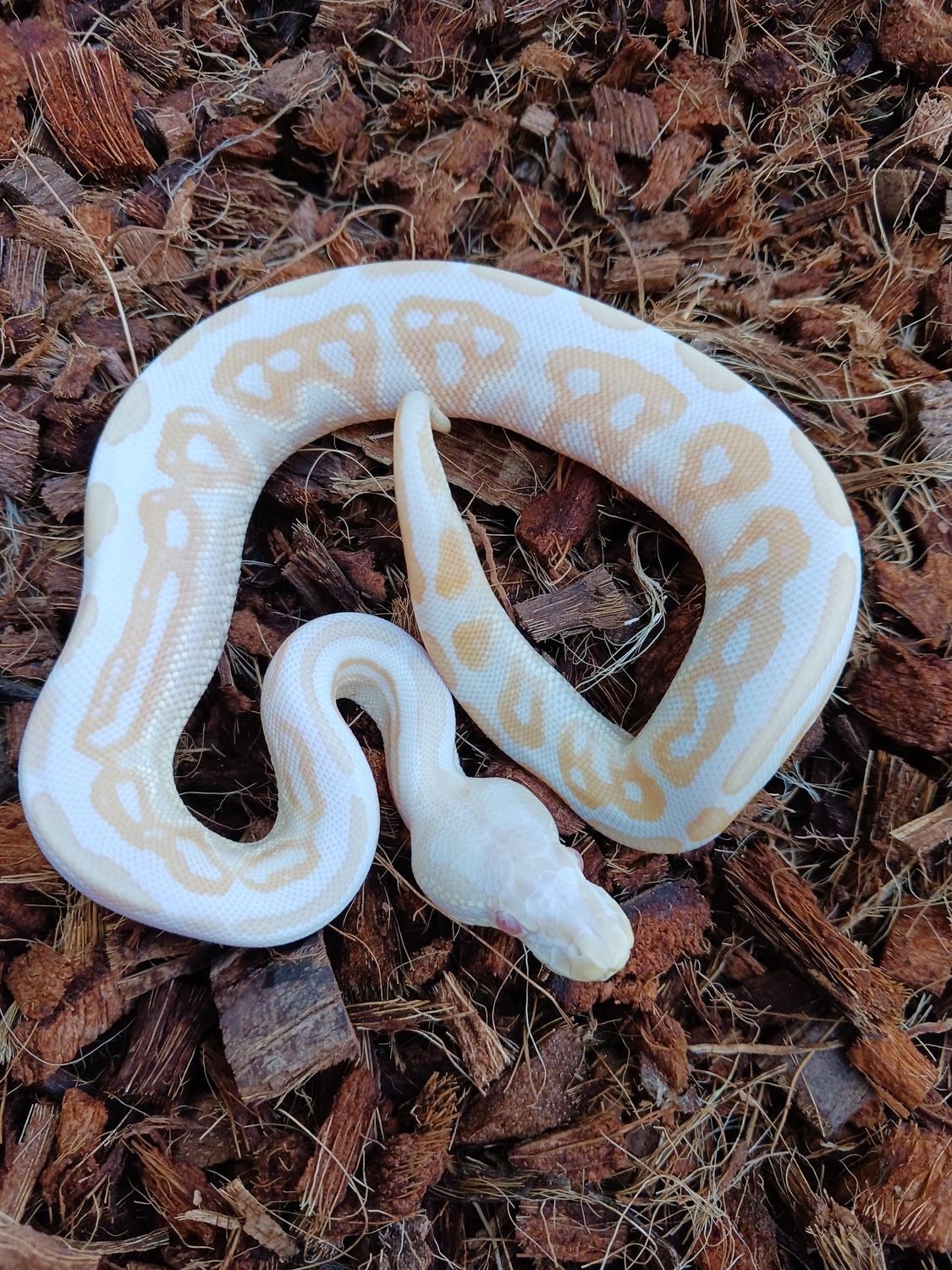 Albino Cinnamon Ball Python by Simpson Exotics - MorphMarket