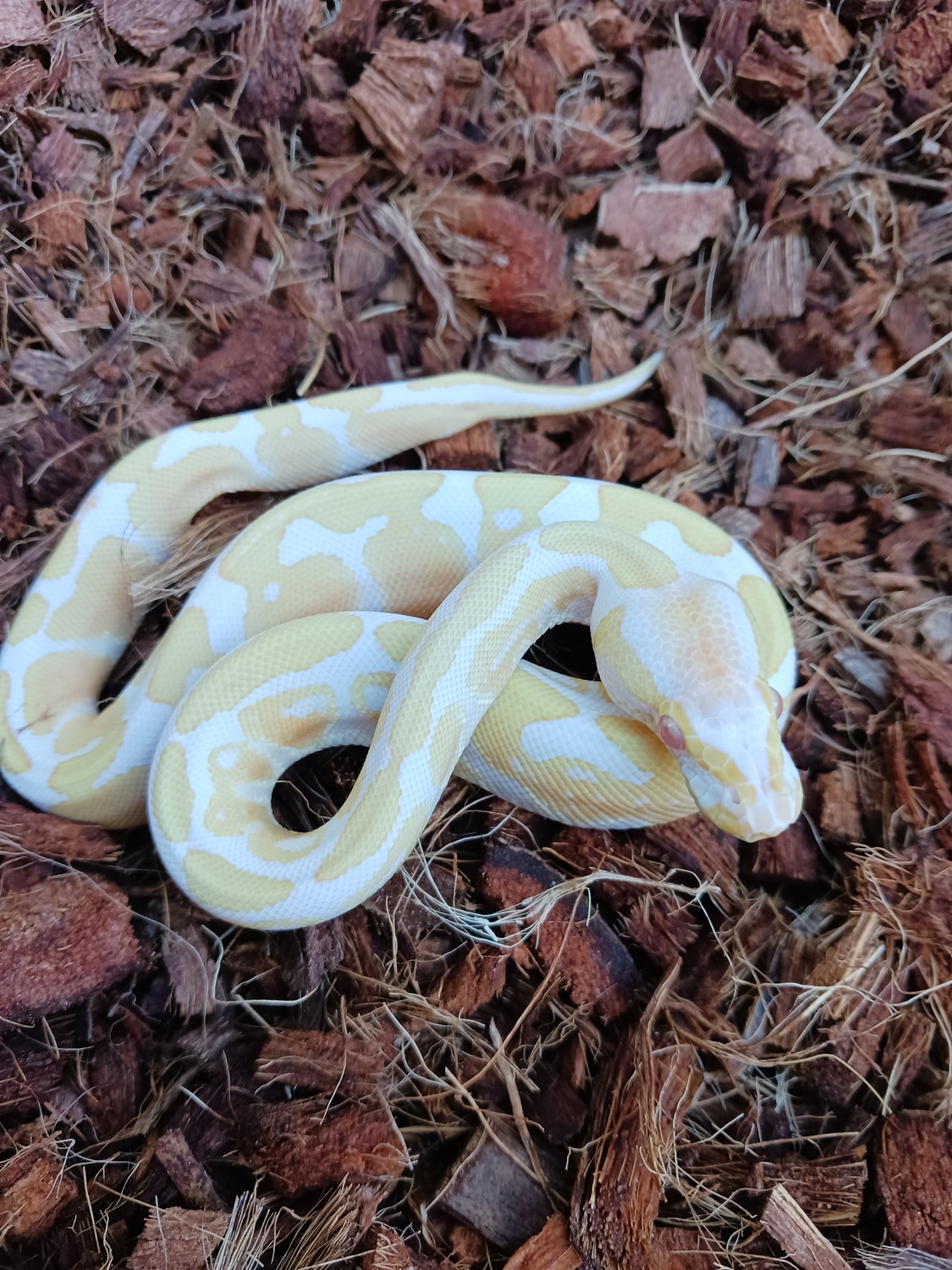 Albino Ball Python by Simpson Exotics - MorphMarket