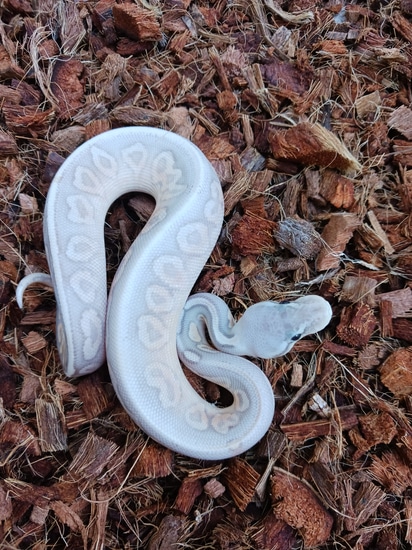 Banana Cinnamon Pastel Ball Python by Simpson Exotics