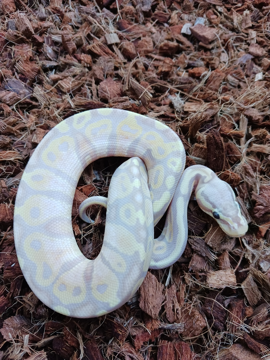 Pastel Banana Ball Python by Simpson Exotics - MorphMarket