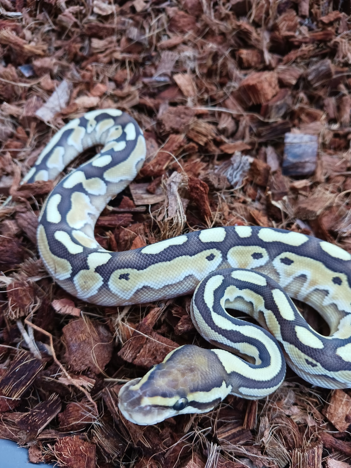 Lesser Het Desert Ghost 50% Het Cryptic Or Clown Ball Python by Simpson ...