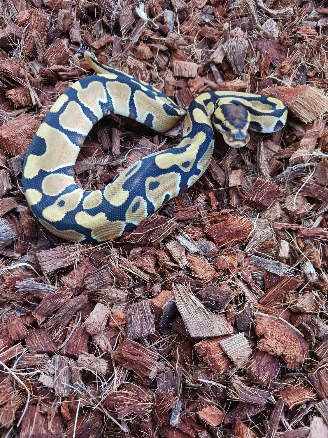 Enchi Het Desert Ghost 50% Het Cryptic Or Clown Ball Python by Simpson ...