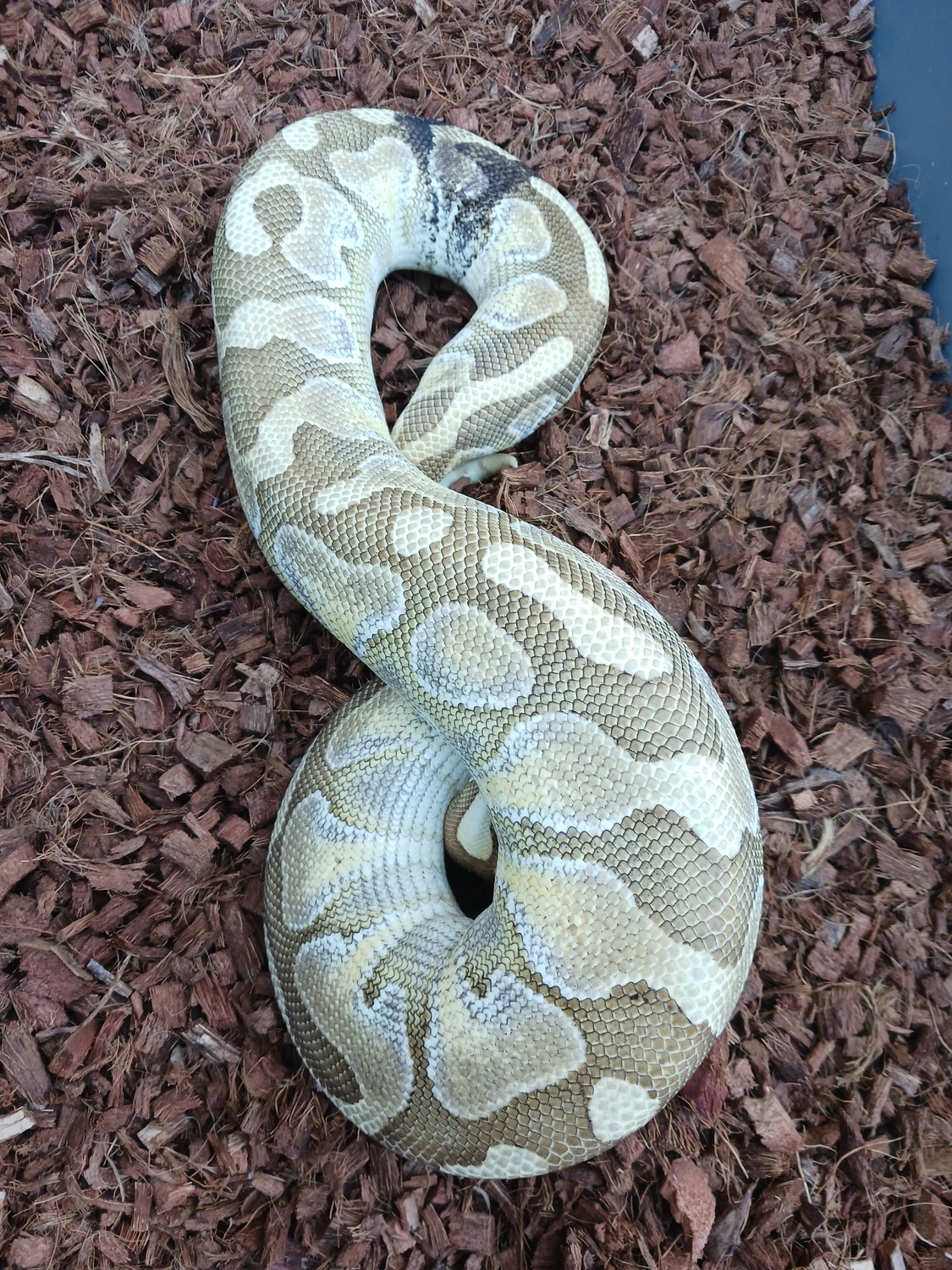 Enchi Lesser Paradox Ball Python by Simpson Exotics - MorphMarket