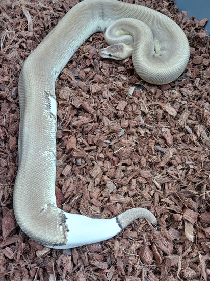 Champagne Mojave Ball Python by Simpson Exotics