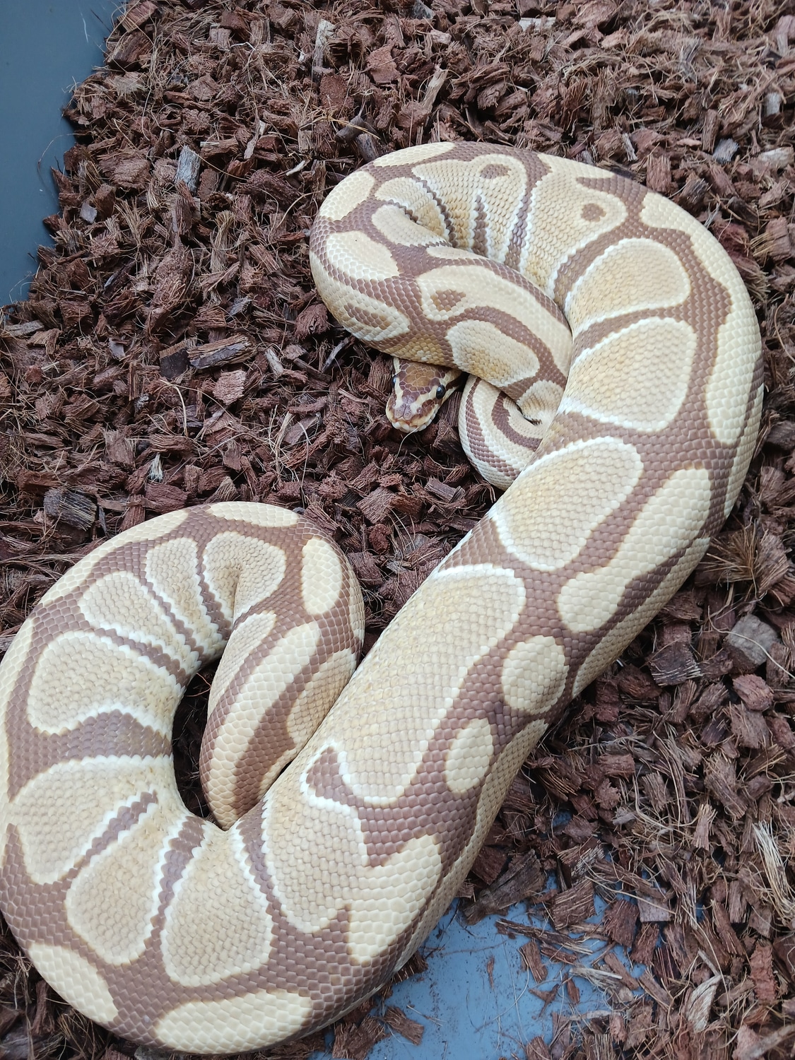 Ultramel Ball Python by Simpson Exotics - MorphMarket