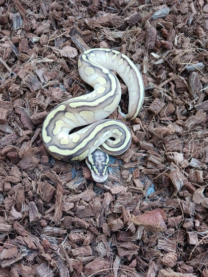 Enchi Flame Lesser Ball Python by Simpson Exotics