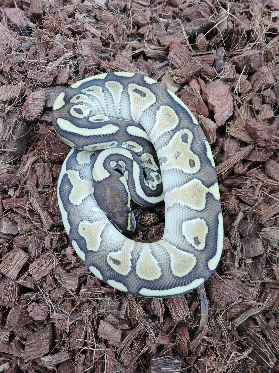 Lesser Het Clown Ball Python by Simpson Exotics - MorphMarket