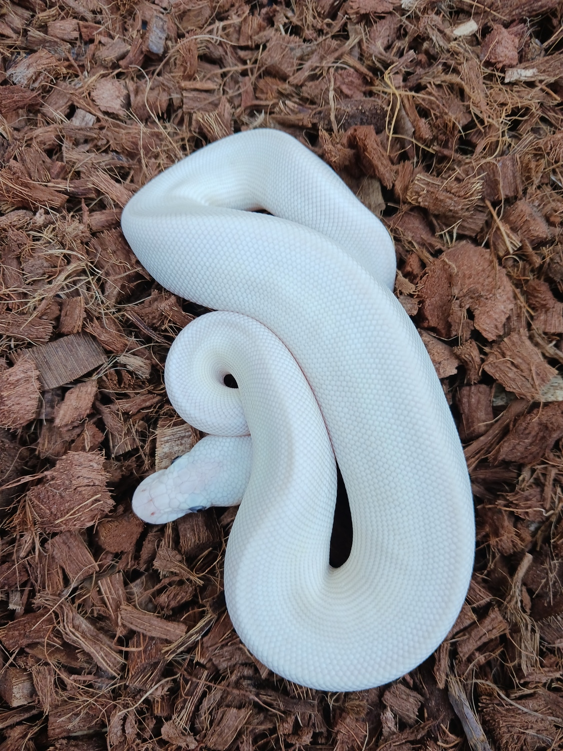Super Lesser Het Clown Ball Python by Simpson Exotics - MorphMarket