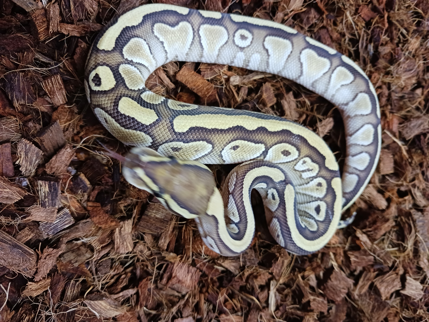 Lesser Het Clown Ball Python by Simpson Exotics - MorphMarket