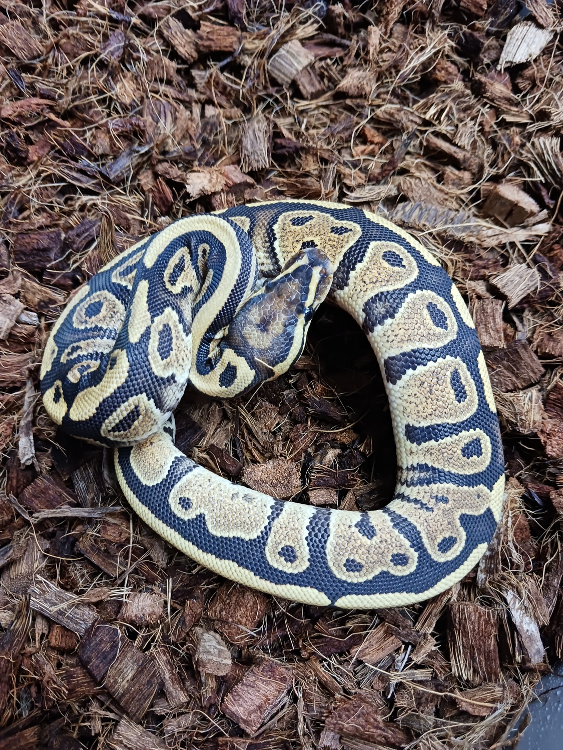 Flame Ball Python by Simpson Exotics - MorphMarket