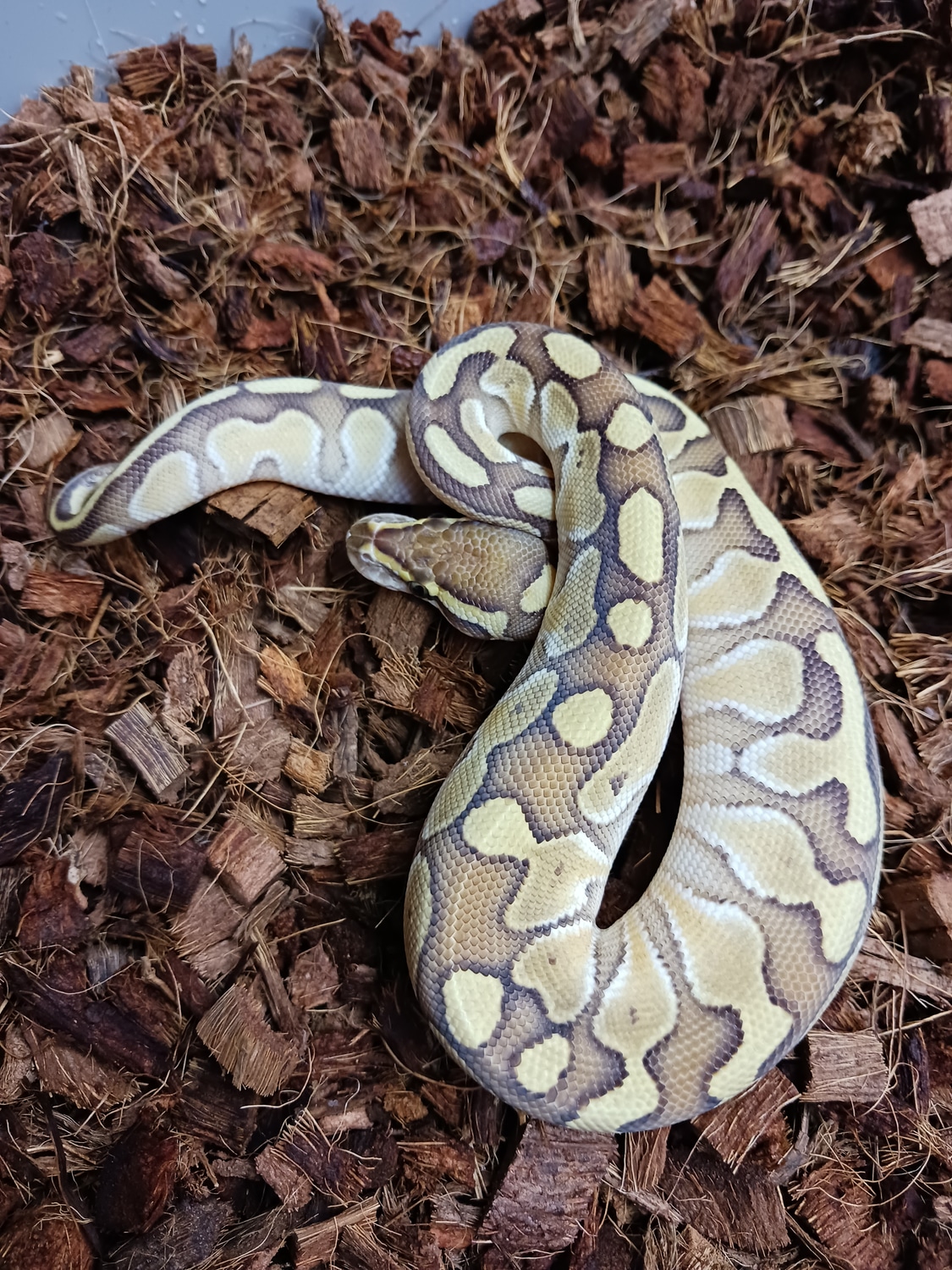 Enchi Lesser Ball Python by Simpson Exotics - MorphMarket