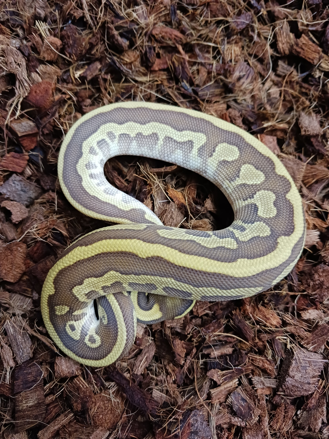 Enchi Leopard Lesser Ball Python by Simpson Exotics - MorphMarket