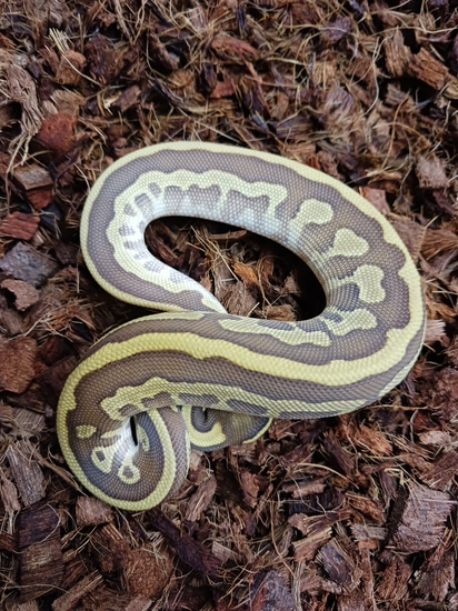 Enchi Leopard Lesser Ball Python by Simpson Exotics