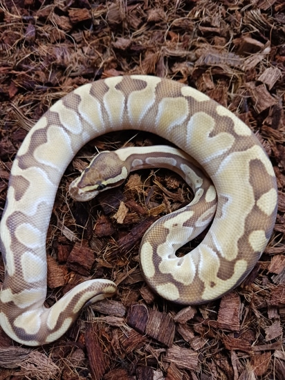 Enchi Butter Het Tri-Stripe Ball Python by Simpson Exotics