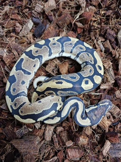 Flame Ball Python by Simpson Exotics
