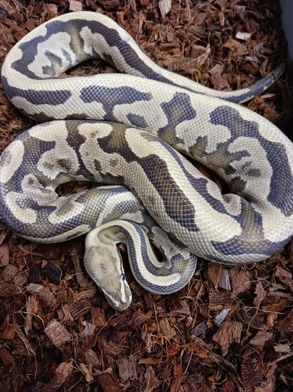 Leopard Flame YB Ball Python by Simpson Exotics