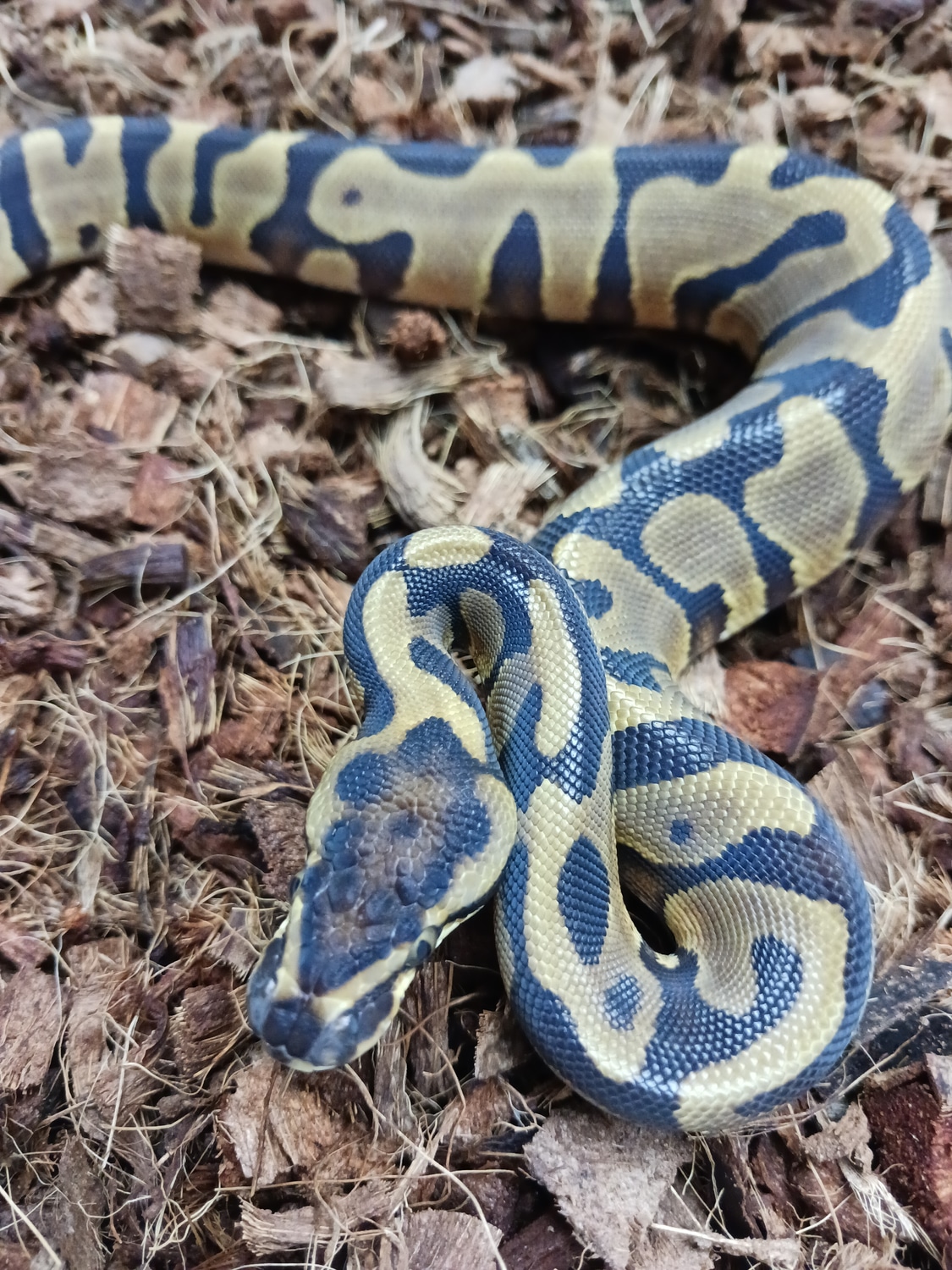 Leopard Enchi Het DG Ball Python by Simpson Exotics - MorphMarket