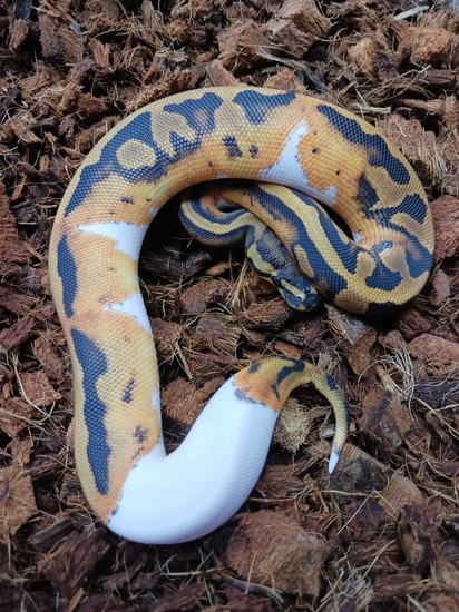 Pied Het Clown Ball Python by Simpson Exotics