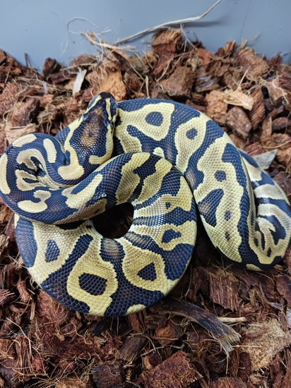 Leopard Enchi Ball Python by Simpson Exotics