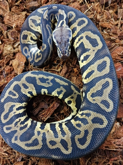 Pastel Leopard Sable Ball Python by Simpson Exotics