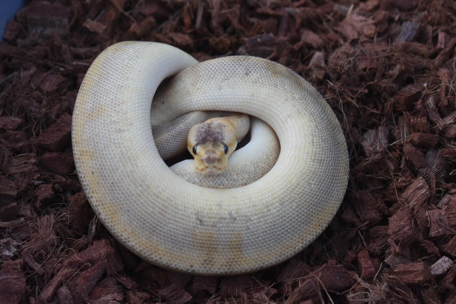Champagne Pastave Het DG Ball Python by Simpson Exotics - MorphMarket