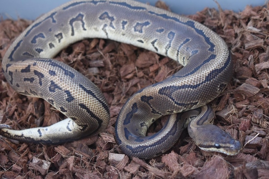 Leopard Pinstripe Het Ghost Ball Python by Simpson Exotics