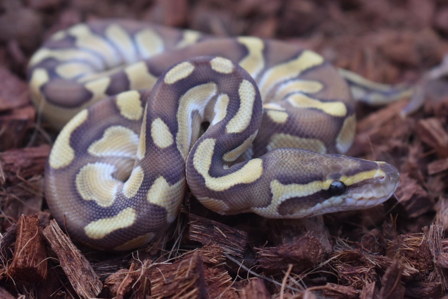 Enchi Lesser Het Desert Ghost 66% Het Clown Ball Python by Simpson ...