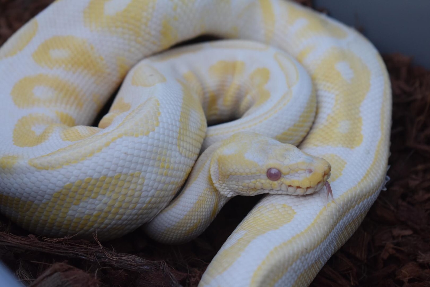 Albino Cinnamon Ball Python by Simpson Exotics - MorphMarket