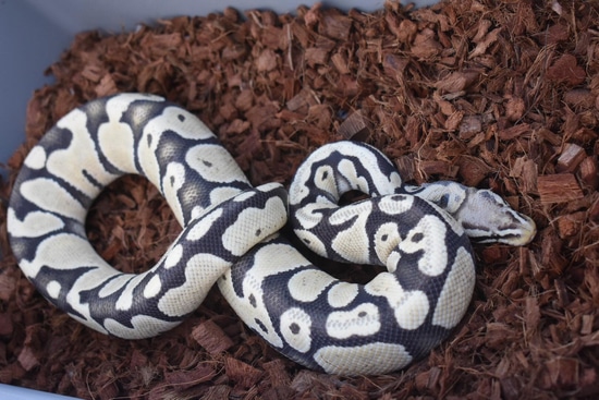 Pastel Desert Ghost Ball Python by Simpson Exotics
