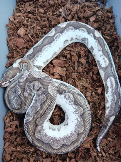 Bamboo Sugar Ball Python by Simpson Exotics