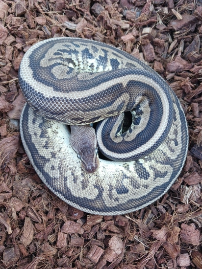 Leopard Pewter Ball Python by Simpson Exotics